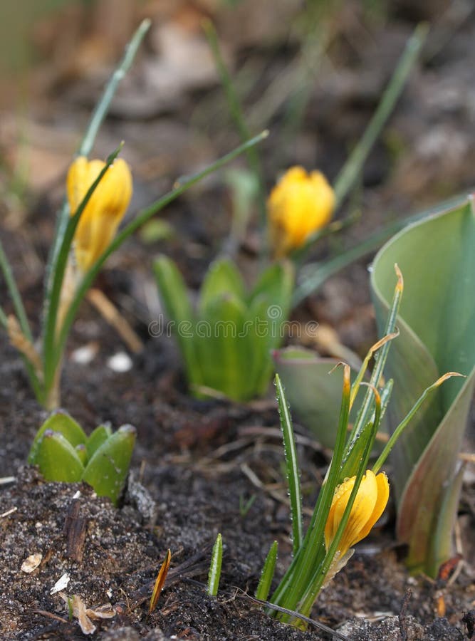 Yellow Crocus Early Gold Blooms in the Garden Stock Photo - Image of delicate, cutout: 184705928
