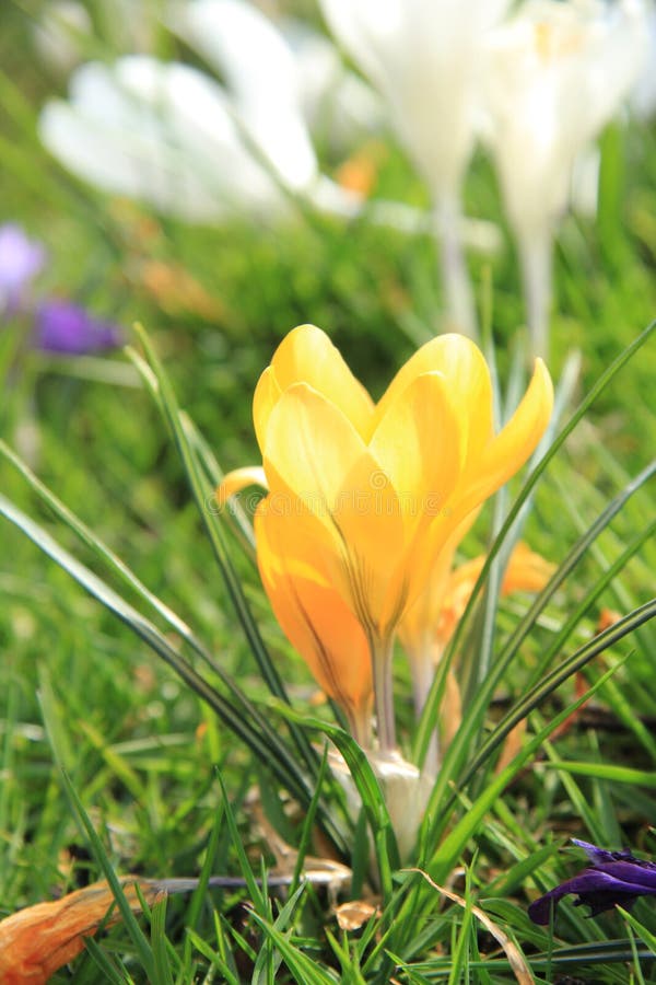 Yellow crocus stock image. Image of nature, flower, color - 88075081