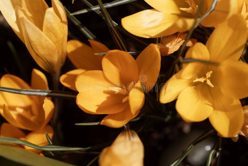 Yellow Crocus, Crocus Flavus Stock Image - Image of fresh, blooming ...