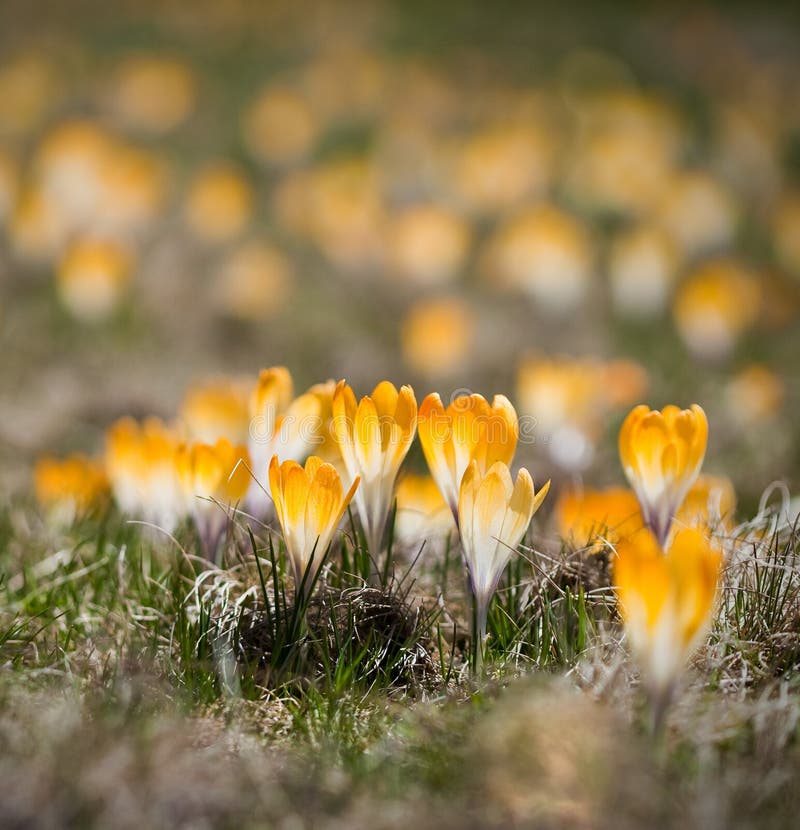 Yellow Crocus flower stock photo. Image of elegant, bloom - 14106588