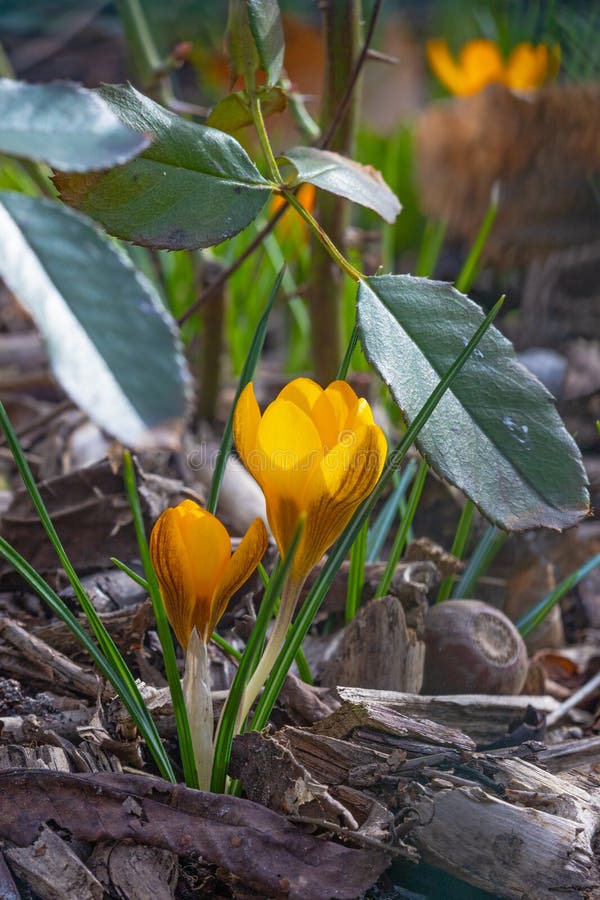Yellow Crocus Flower in the Autumn Sunshine Stock Image - Image of ...