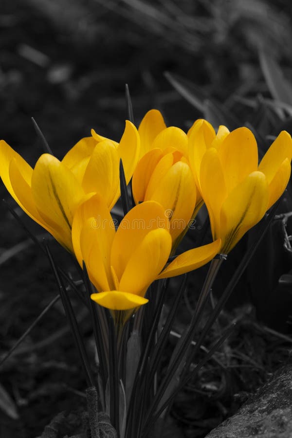 Yellow Crocus Flower Bulb Growing in a Garden Stock Photo - Image of ...
