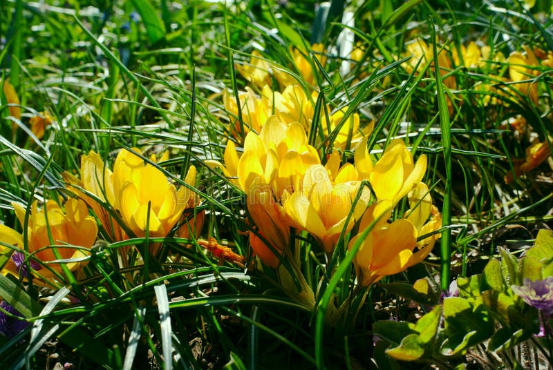 Yellow Crocus Flower Field in Sunny Day Stock Photo - Image of detail ...