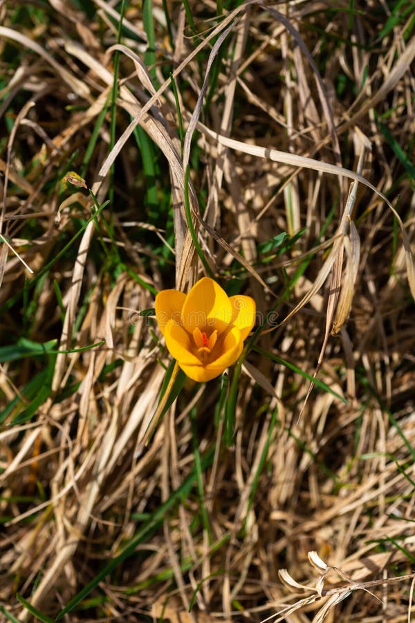 Yellow Crocus Flower Growing from Grass Field Stock Image - Image of ...