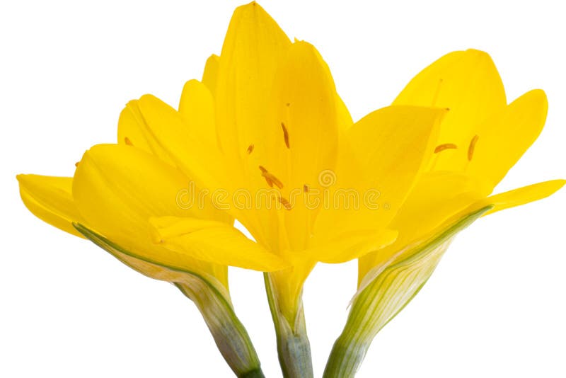 Yellow Crocus Flower Isolated Stock Image - Image of color, flora ...