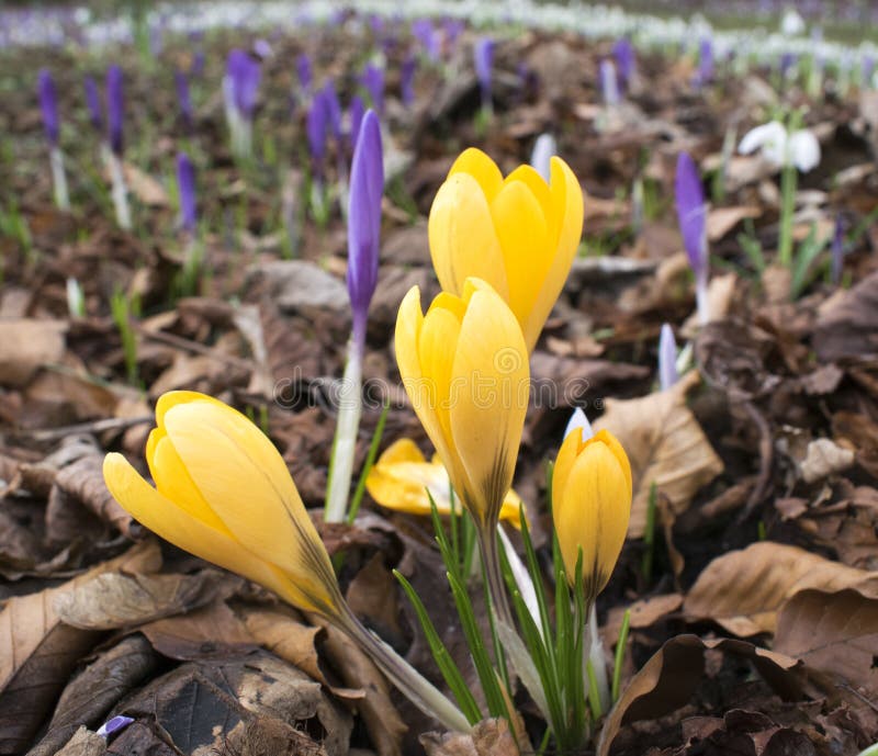 Yellow Crocus Flower stock image. Image of closeup, blossom - 86431355