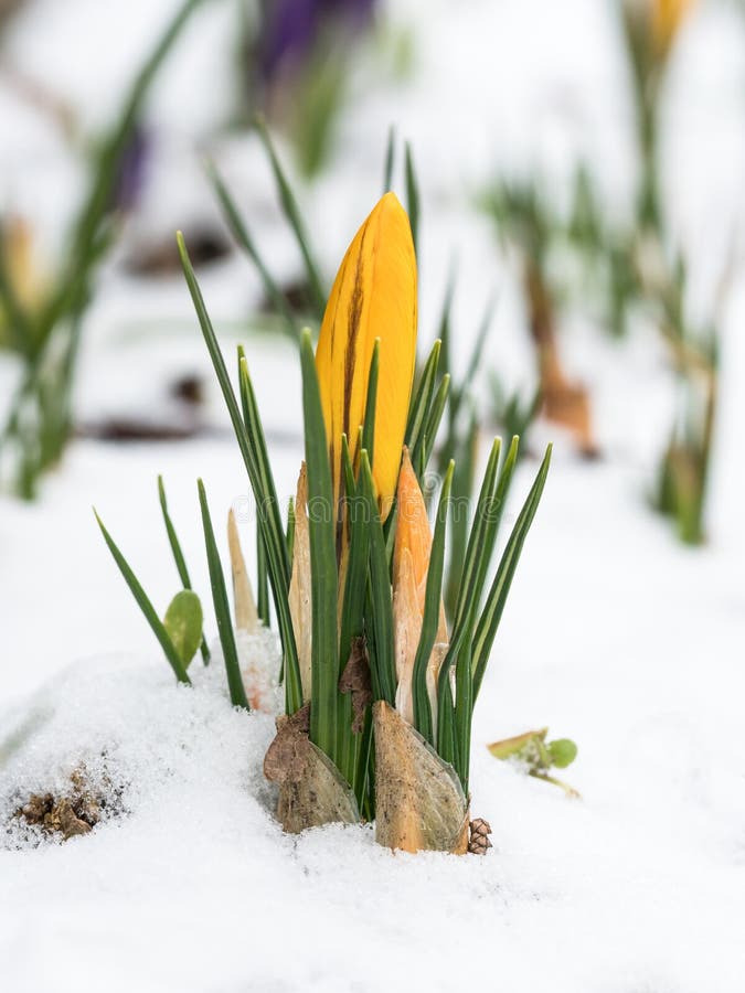 Yellow Crocus Flower in Snow Stock Image - Image of march, nature ...