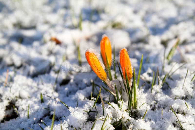 Yellow Crocus Flower in Snow Stock Photo - Image of flower, wake: 29893196