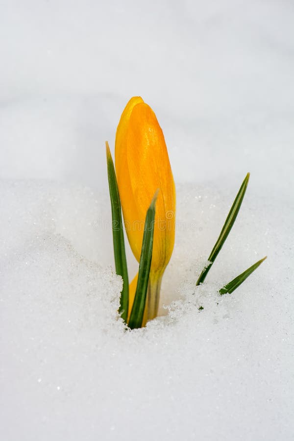 Crocus buds in the snow stock image. Image of early, cold - 30662857