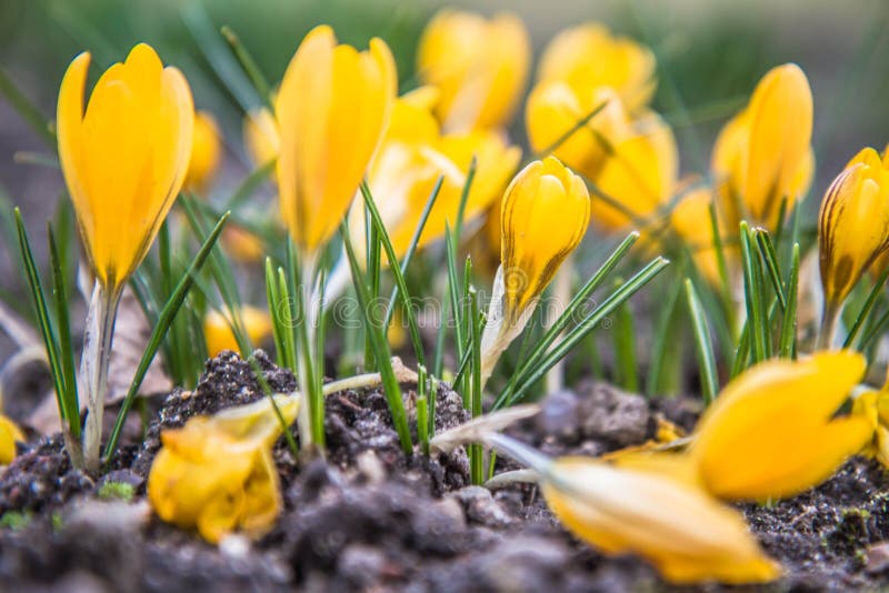 Yellow Crocus flowers stock image. Image of early, petal - 174774209