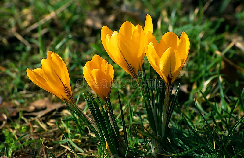 Yellow Crocus Flowers or Crocus Sativus in the Garden or Park Stock ...