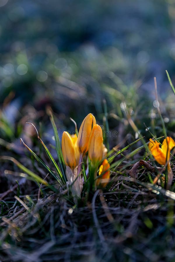 Yellow Crocus Flowers in Early Spring in Rays of Sun in Forest Stock ...