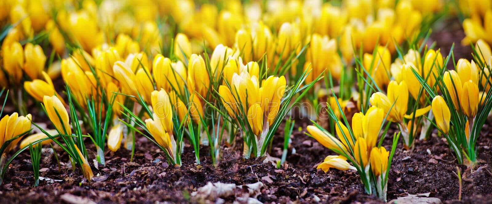 Early spring landscape stock photo. Image of nature, springtime - 13998862