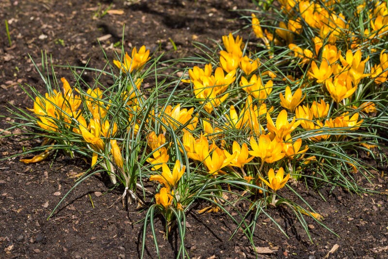 Yellow Crocus Flowers in the Garden. Spring Stock Image - Image of ...
