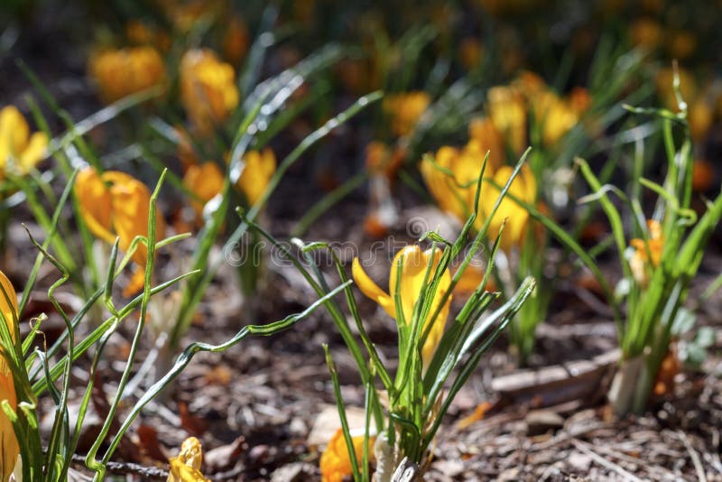 .yellow Crocus Flowers in the Grass Stock Image - Image of floral ...