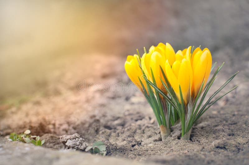 Yellow Crocus Flowers stock image. Image of growing, freshness - 91057369