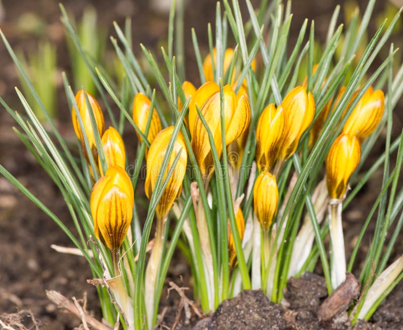 Yellow Crocus Flowers stock photo. Image of blooming - 53034580