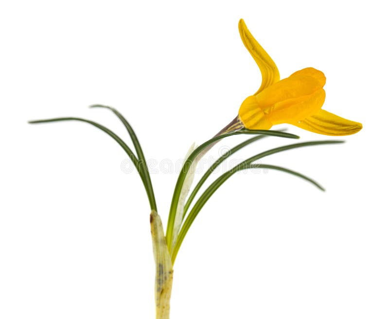 Yellow Crocus Flowers Isolated on White Background. Spring Flowers ...