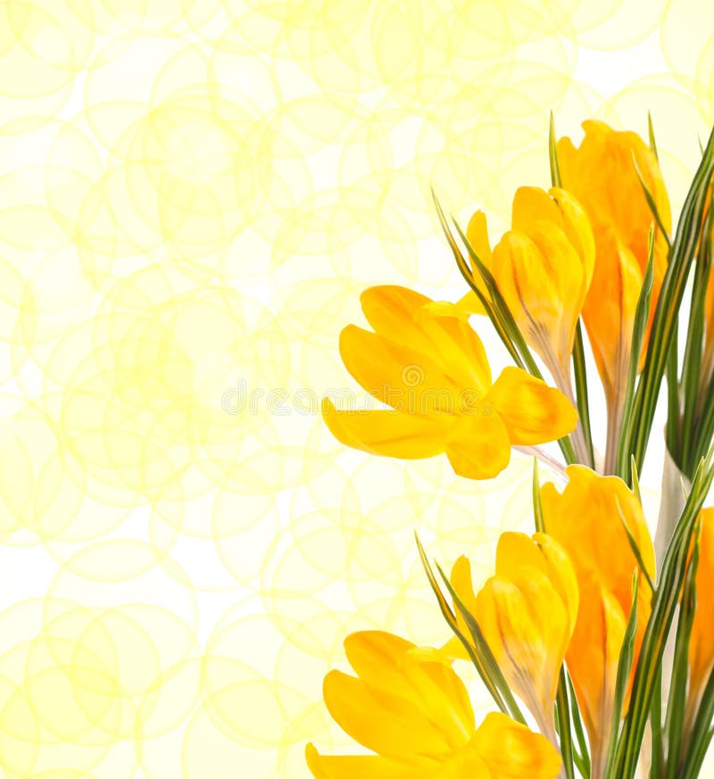 Yellow crocus flowers stock image. Image of seasonal - 51099003