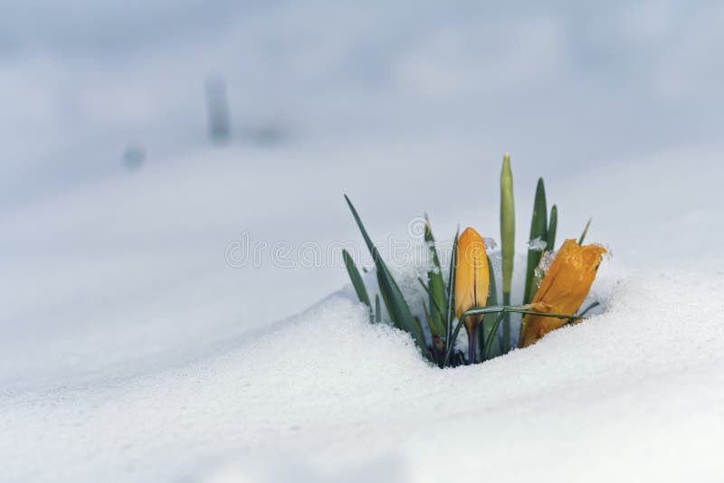 Yellow Crocus Flowers in Snow Stock Image - Image of background, croci ...