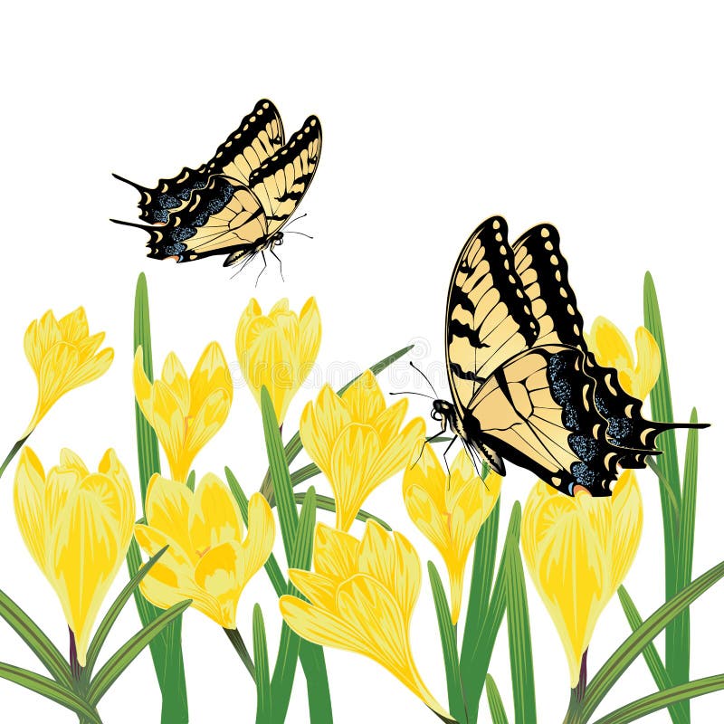 Yellow Crocus Flowers stock vector. Illustration of floral - 89967358