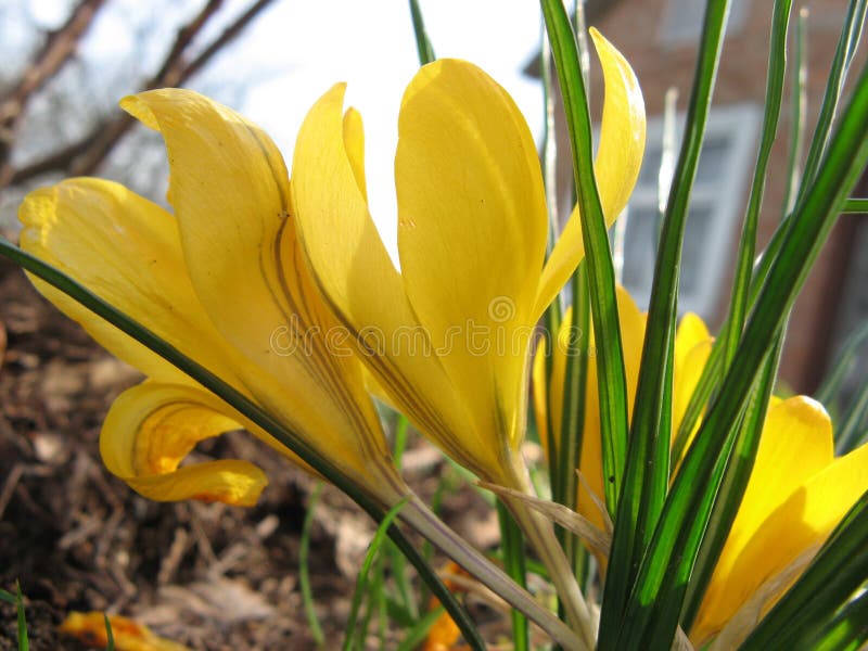 Yellow Crocus Flowers in Spring Stock Image - Image of bouquet, macro ...