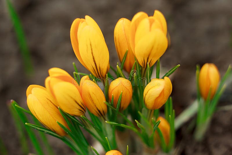 Yellow Crocus Flowers on a Spring Meadow. Stock Photo - Image of green ...