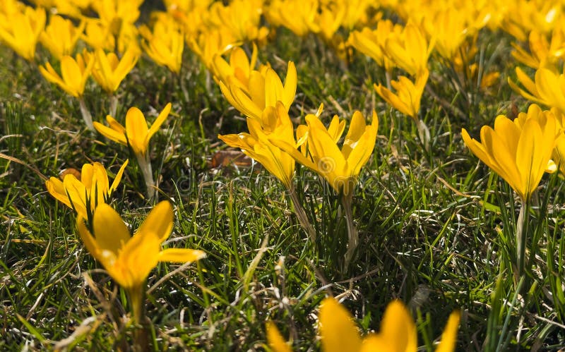 Yellow Crocus Flowers in Spring Stock Image - Image of flora, grass ...