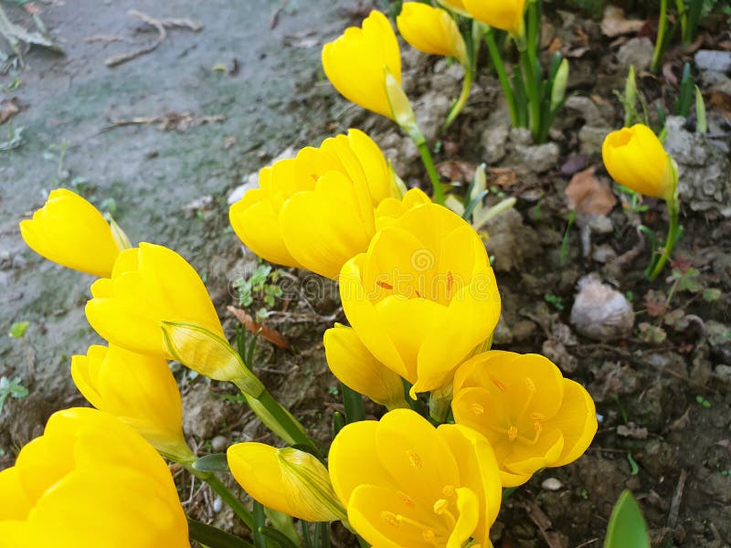 Yellow Crocus flowers stock photo. Image of nature, bloom - 191680658