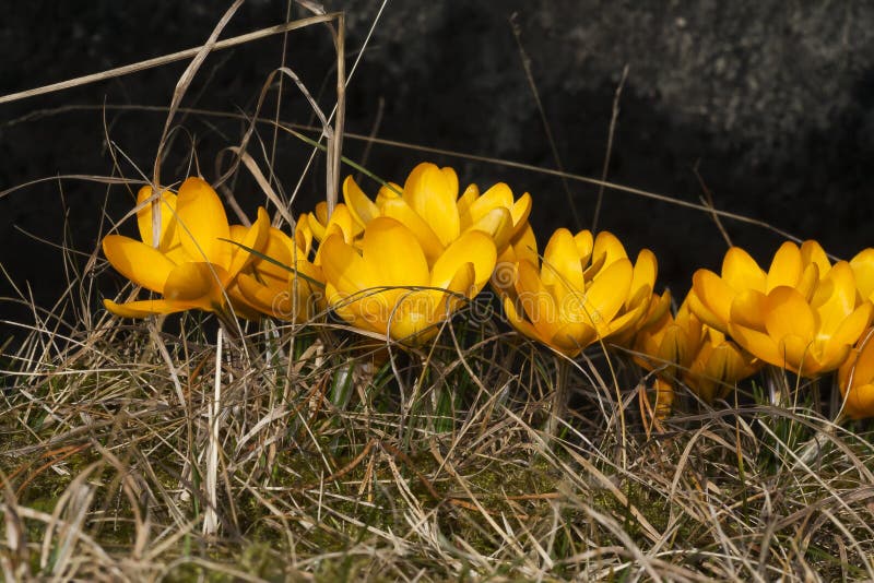 Yellow crocus stock photo. Image of flowers, spring, blooming - 65365354