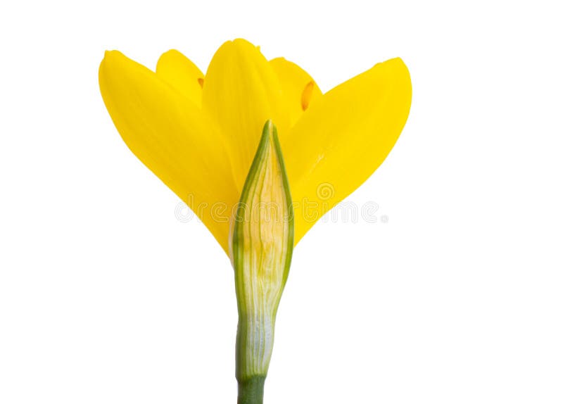 Yellow crocus isolated stock image. Image of delicate - 255947865