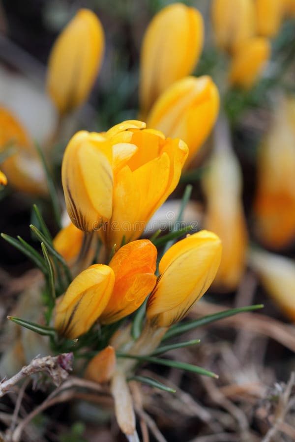 Yellow crocus stock image. Image of freshness, petal - 31209457