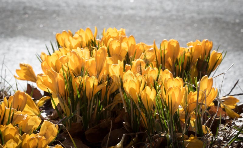 Yellow Crocus Outdoors in Spring Stock Image - Image of ground ...