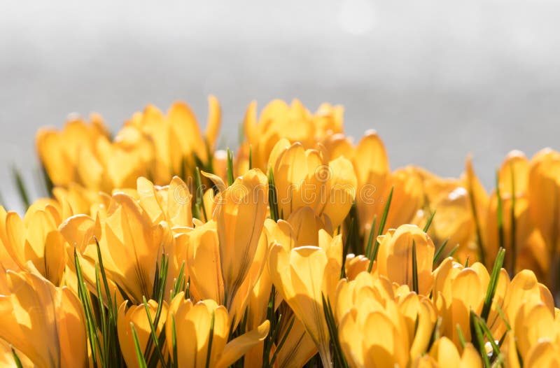 Yellow Crocus Outdoors in Spring Stock Image - Image of color, field ...