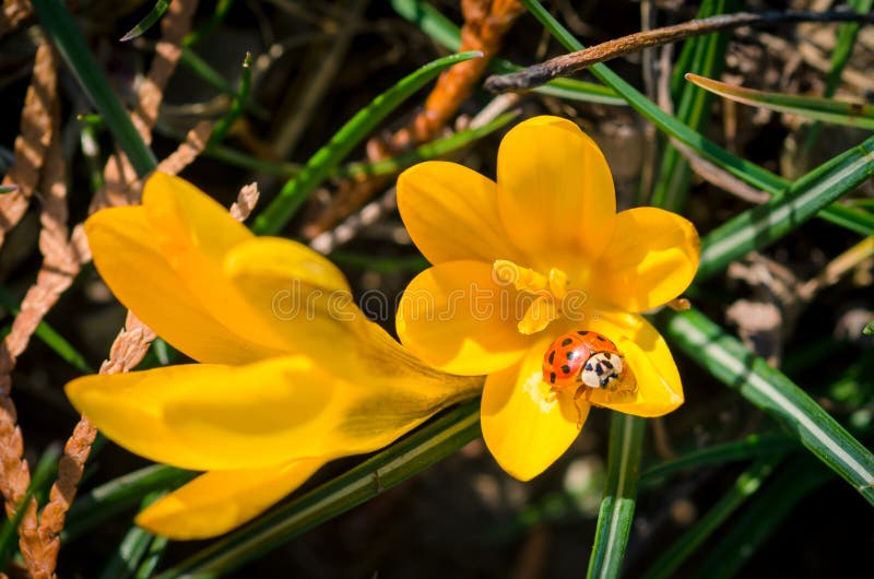 Yellow Crocus and Red Ladybug Insect Stock Image - Image of flower ...