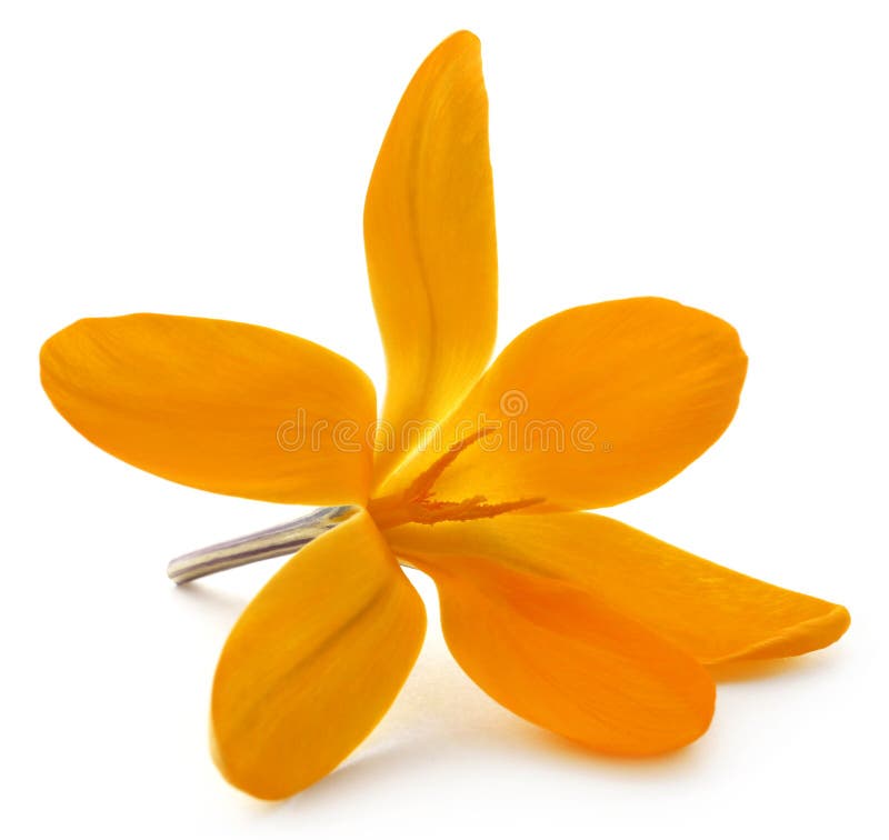 Yellow Crocus or Saffron stock image. Image of blooming - 113081863