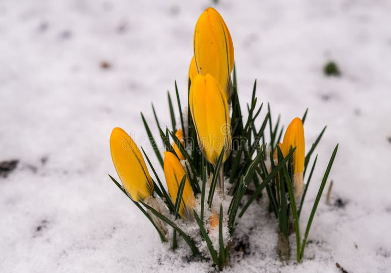 Yellow crocus in the snow stock image. Image of closeup - 195300079