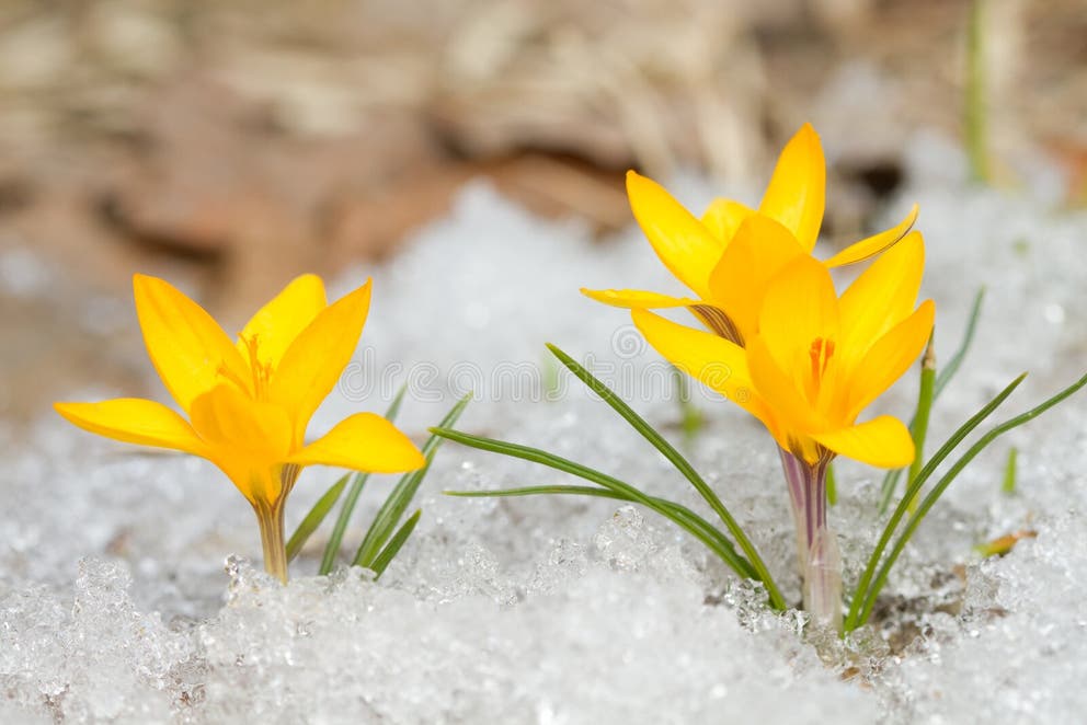 Yellow crocus stock image. Image of frost, april, garden - 30424075