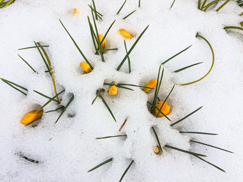 Yellow Crocus in Peeking through Snow Stock Photo - Image of season ...