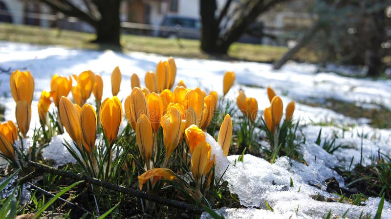 9,465 Crocus Snow Stock Photos - Free & Royalty-Free Stock Photos from ...