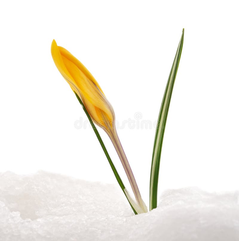 Crocus in the Snow (spring) Stock Photo - Image of glazed, bloom: 1294868