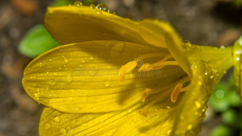 Crocus flavus 21 stock photo. Image of autumn, flower - 102877794