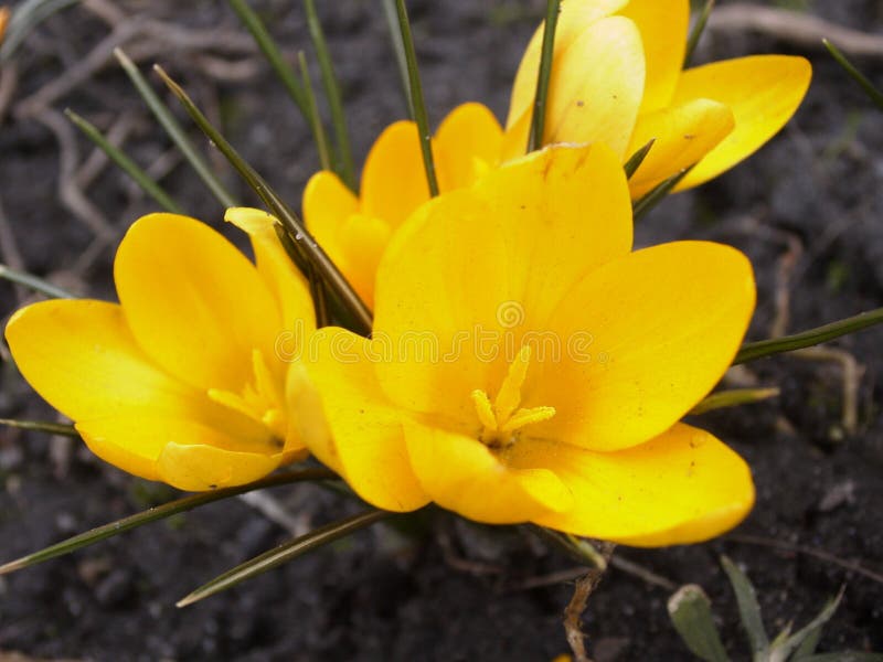 Yellow crocus stock photo. Image of head, grass, blossom - 4496862