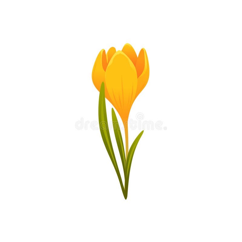 Yellow Crocus. Spring Yellow Flower. Vector Illustration . Stock Vector ...