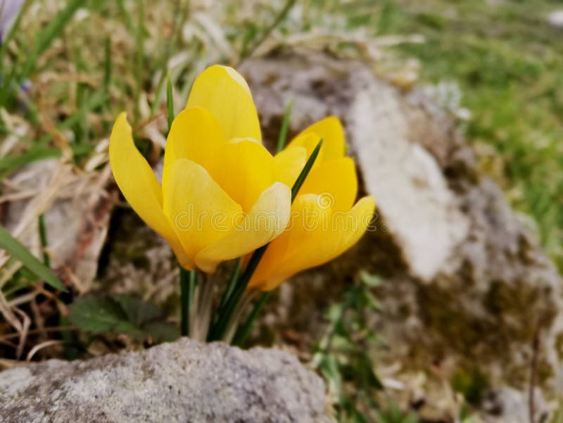 Yellow Crocus Spring Flowers Stock Image - Image of crocus, flora ...
