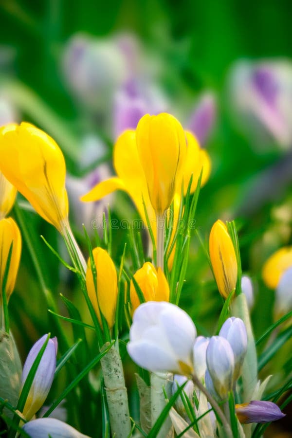 Crocus spring flowers stock image. Image of gardening - 68125835