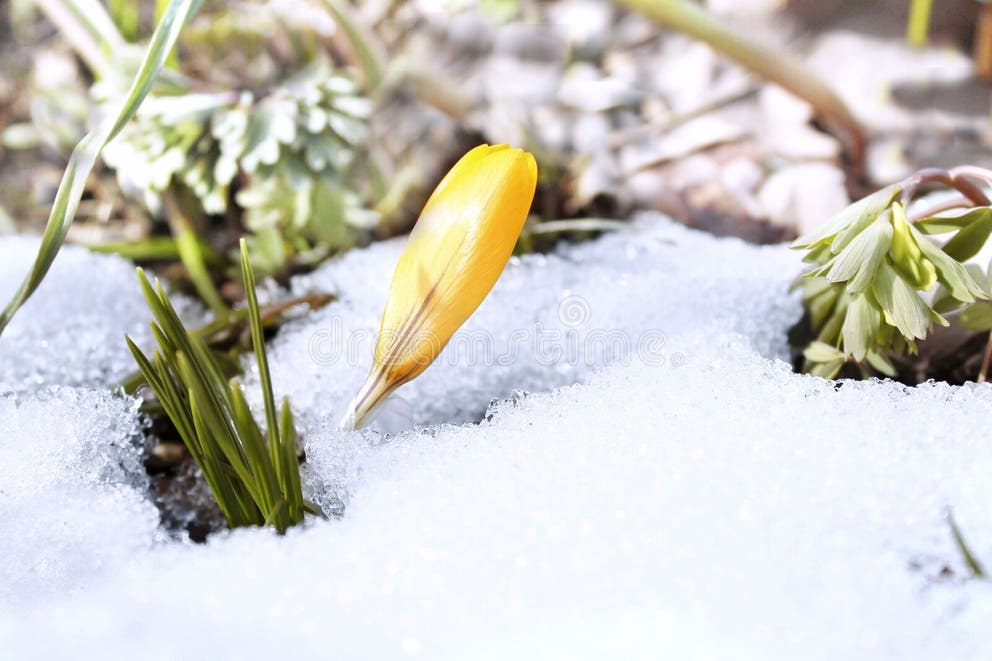Yellow Crocus Under the Snow. Winter Background Stock Photo - Image of ...