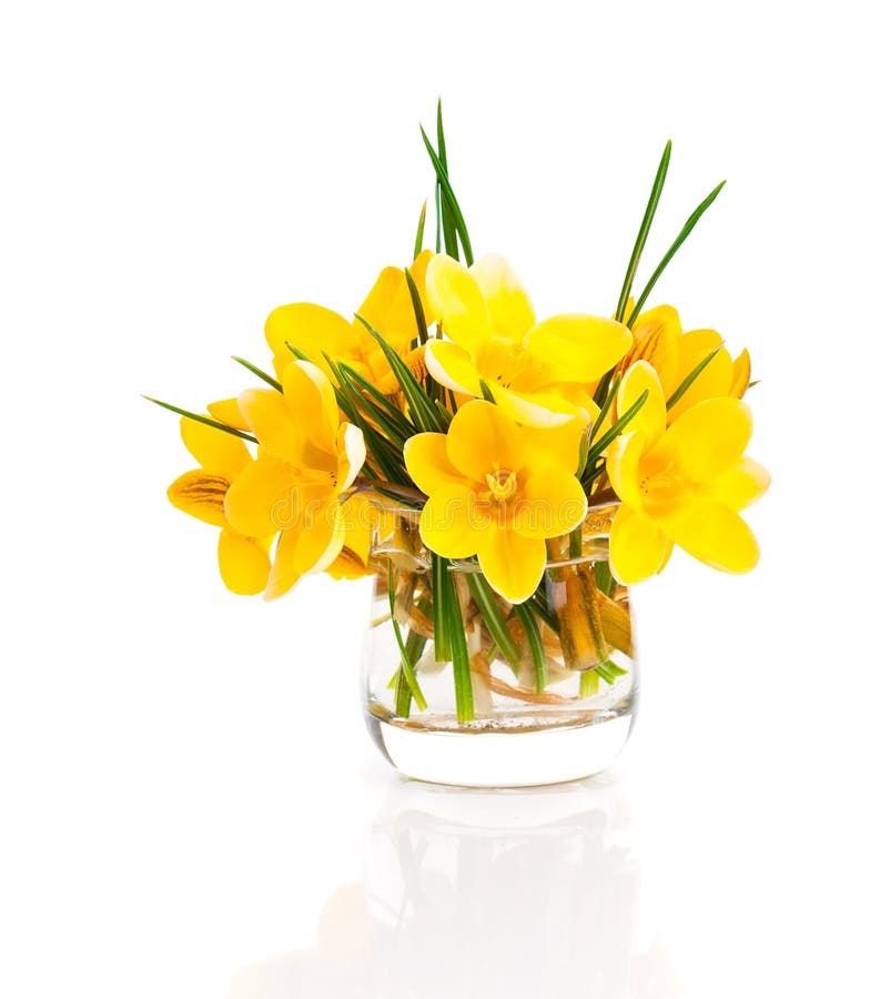 Crocus Vernus, in the Spring after a Rain. Stock Image - Image of ...