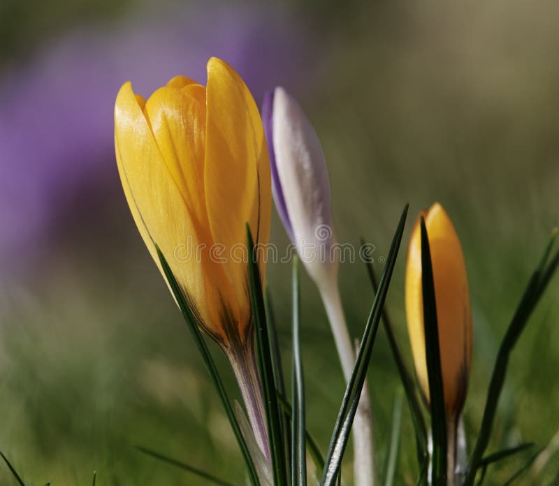 Yellow Crocus in the Warming Sun Stock Photo - Image of background ...