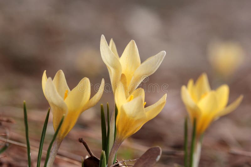 Yellow crocus stock image. Image of east, colored, middle - 188902305